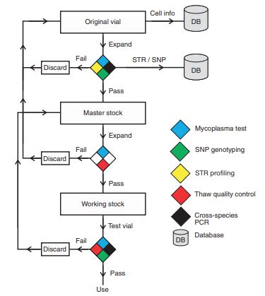 Cell Line STR Profiling Analysis Services Creative Bioarray