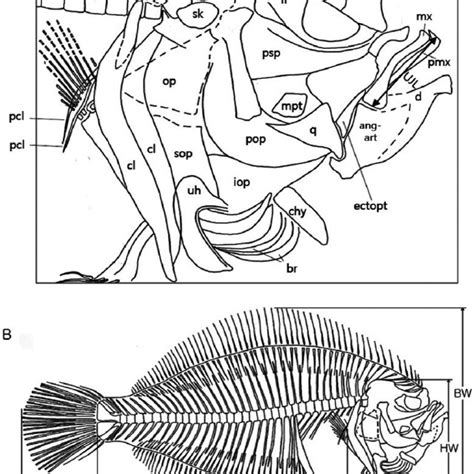Morphology Of The Flatfish From Nazarkin 1997 A Head B Body Br