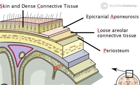 Anatomy Week 3 Flashcards Quizlet