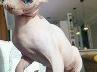 Naked Cats Naked Cats NAKED CATS Ideas Cats Sphynx Cat Hairless Cat
