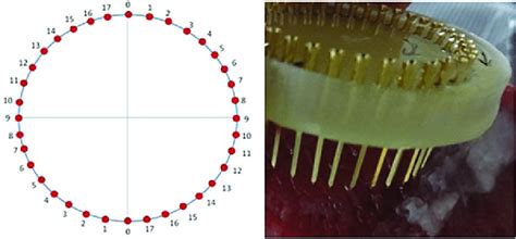 Anisotropy Investigation Probe Download Scientific Diagram