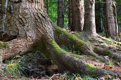 Myths And Misconceptions About Tree Roots Explained Planting Shrubs
