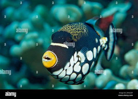 Clown Triggerfish Balistoides Conspicillum Sulawesi Leopard