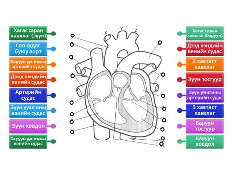 Зүрхний дотоод бүтцүүдийг зөв харгалзуулна уу Labelled Diagram