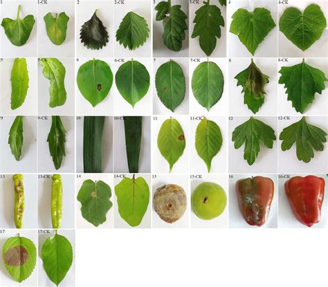 A New Method For Phytophthora Cactorum Culturing Using Host Plant Materials To Prepare Agar
