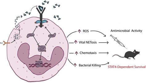 Jci Insight Stat4 Is Expressed In Neutrophils And Promotes