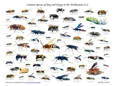 Common Species Of Bees And Wasps Chart 18x28 45cm 70cm Poster