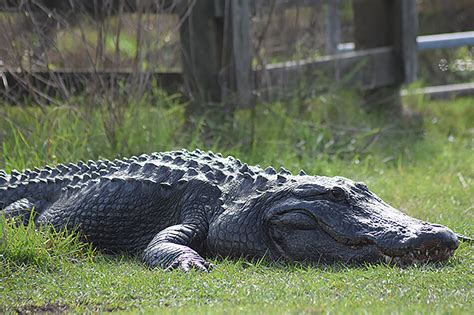 Alligator Facts Classification Habitat Behavior And More