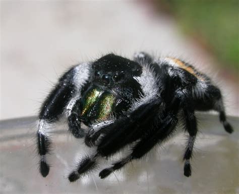 The Male Phidippus Audax Bugguidenet
