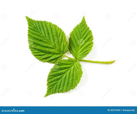 Blackberry Leaf Stock Image Image Of Plant Veins Isolated 32315345