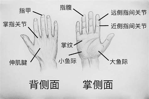 手掌的各部位名称及图片 专家文章 博禾医生