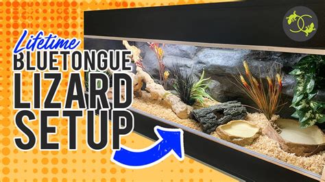 Blue Tongue Skink Tank