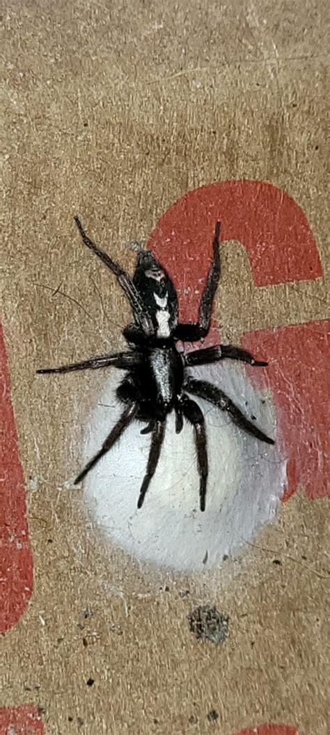 Unidentified Spider In Springfield Illinois United States