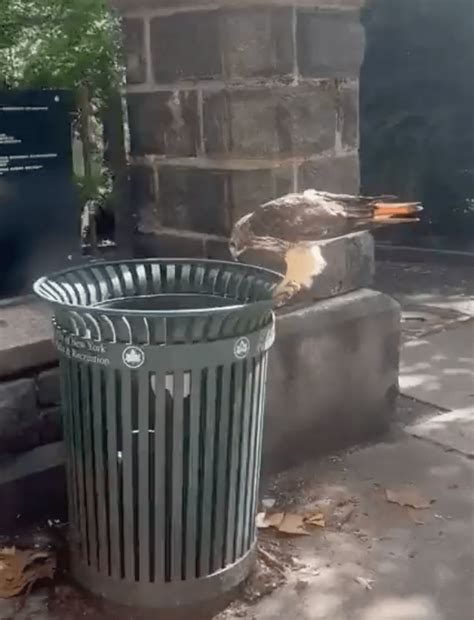 Urban Observation Of The Week Red Tailed Hawk Life In The City