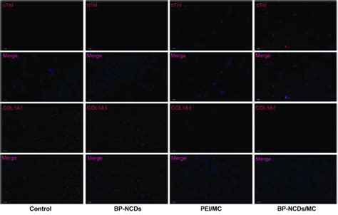 Immunofluorescence Staining For The Expression Of The Cardiac Marker Download Scientific