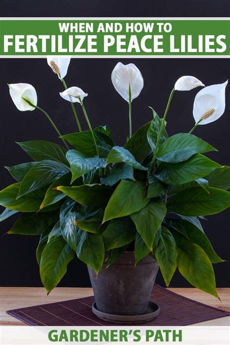When And How To Fertilize Peace Lilies Gardeners Path