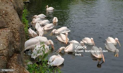 큰 흰색 펠리컨 펠레카누스 오노크로탈루스는 또한 동부 흰색 펠리컨 장미 펠리컨 또는 흰색 펠리컨 큰 조류 물을 마시는 조류로 알려진 2018년에 대한 스톡 사진 및 기타