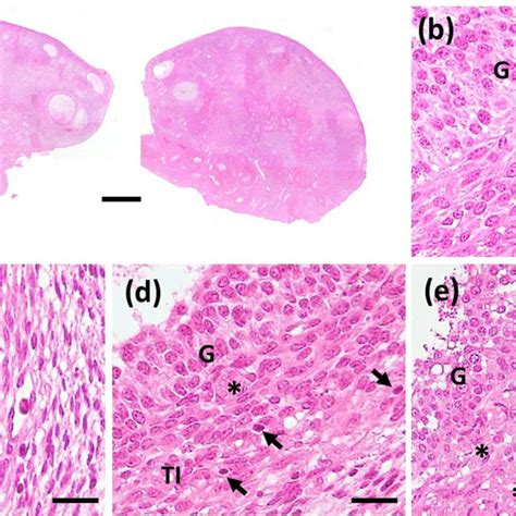 Ovarian Histology Of The Goat Immunized With Bzp4 Ovaries Of Goat