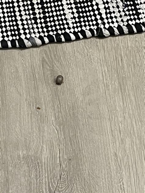 Trigger Warning Bug Photo And Blood Found This Bug In Our Apartment Squished It And There Was Trigger Warning Bug Photo And Blood Found This Bug In Our Apartment Squished It And There Was