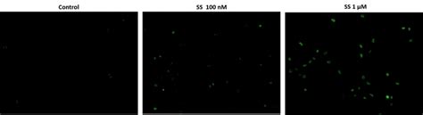 Tunel Assay Aat Bioquest