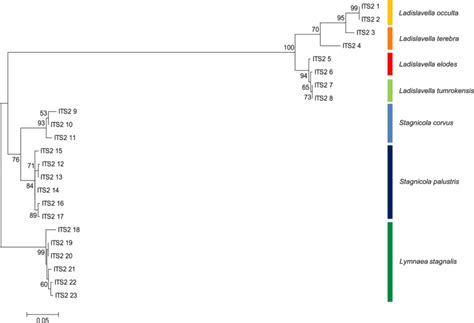 Maximum Likelihood ML Tree Of The 488 Position Long Fragment Of ITS2 Download Scientific