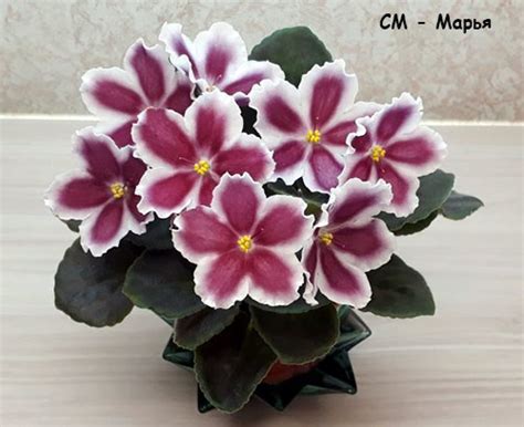 Фиалка СМ-Марья