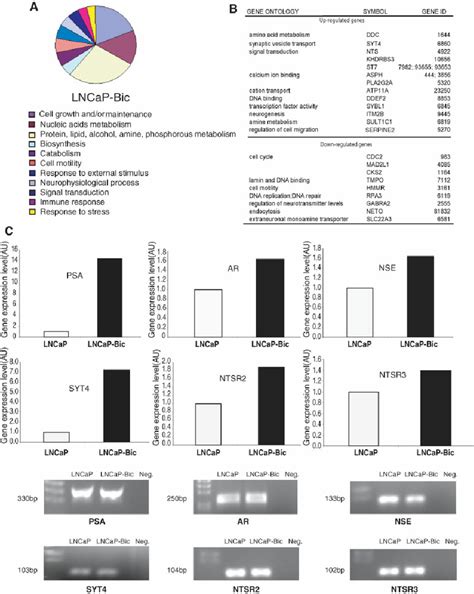 Gene Expression Profiling By Cdna Microarrays And Qrt Pcr Target Download Scientific Diagram
