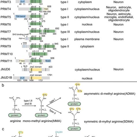 Roles Of Arginine Methylation In Neurological Diseases Arginine