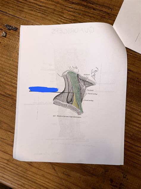 Biology Muscle Labeling 4 Diagram Quizlet