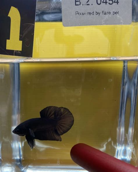 Pasopati Pasopati Suryo • Instagram Photos And Videos