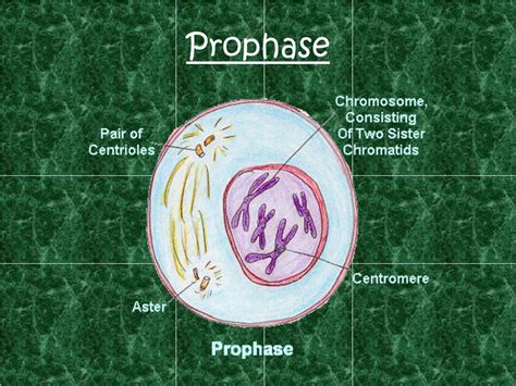 Ppt Mitosis Powerpoint Presentation Free Download Id2647325