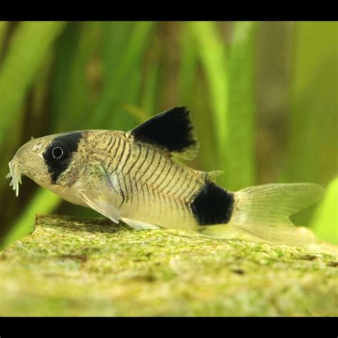 Panda Corydoras Planted Tank Mates