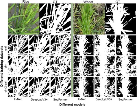 Enhancing Green Fraction Estimation In Rice And Wheat Crops A Self