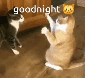 Goodnight Cat  Goodnight Cat Dies Discover And Share S