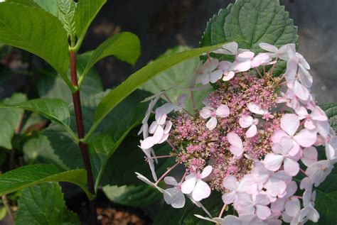 Hydrangea Macrophylla Bigleaf Hydrangea Lacecaps
