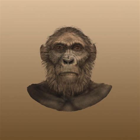 Paranthropus Robustus Face Illustration