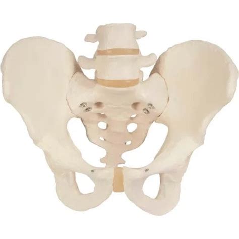 Anatomical Model Male Pelvic Skeleton Centerline Dynamics