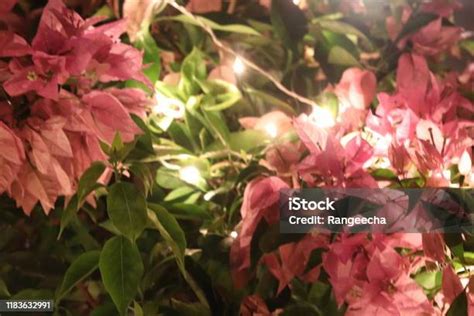 Deepawali Diwali Deepavali Perayaan Malam Lampu Warnawarni Hiasan Dan