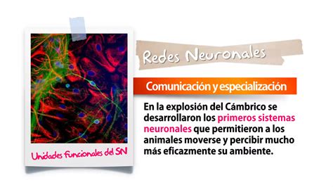 Evolución Del Sistema Nervioso Pdf