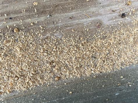 Carpenter Ant Frass Rexterminators