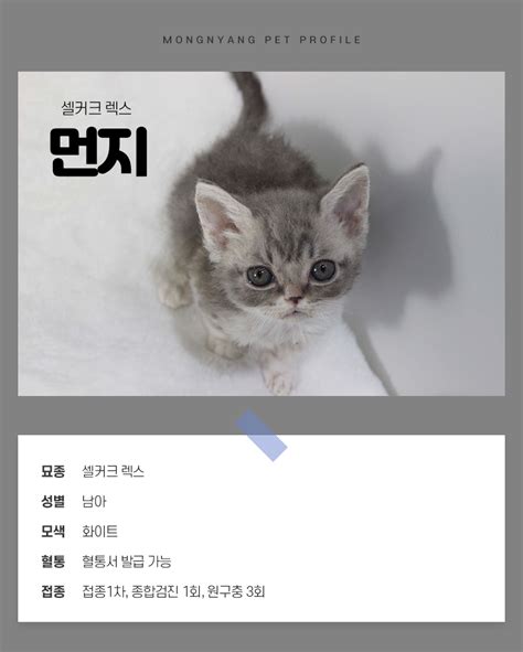 셀커크렉스 먼지 몽냥몽냥 강아지분양 고양이분양