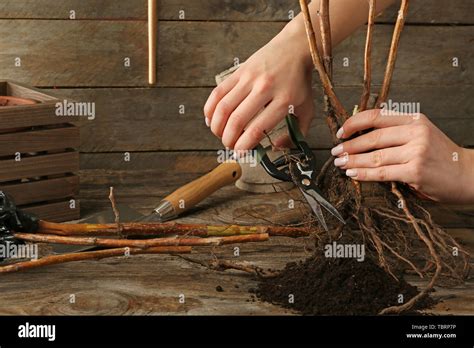 Woman Cutting Tree Hi Res Stock Photography And Images Alamy