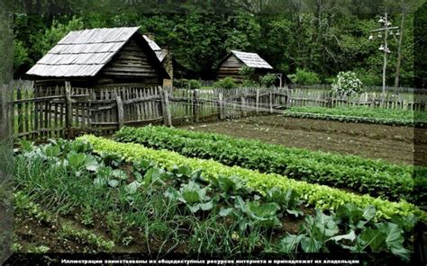 Особо ценные научные советы садоводом и огородникам