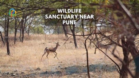 Explore Top Wildlife Sanctuary Near Pune 2023 People Places