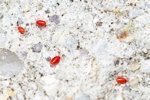 Tiny Red Bugs In Bathroom