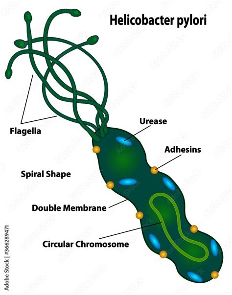 Bacteria Cell Of Helicobacter Pylori Labeling Cell Structures Of Flagella Urease Adhesins