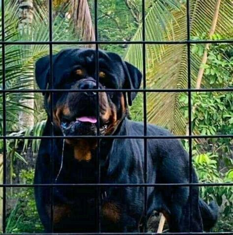 ඇඹිලිපිටිය සුරතල් සතුන්