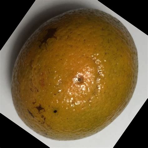 Instance Segmentation Orange Try Instance Segmentation Dataset By Estevao