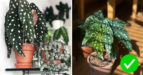Discover The Best Methods To Propagate The Begonia Maculata Expert Tips