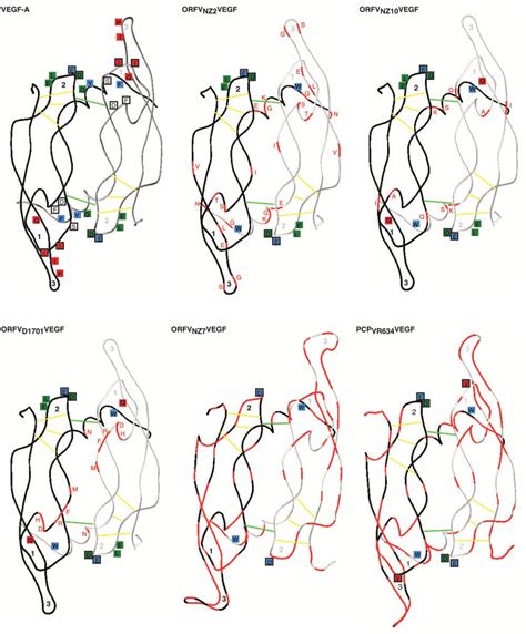 Representation Of The Structure Of The Vegf A Dimer And The Predicted